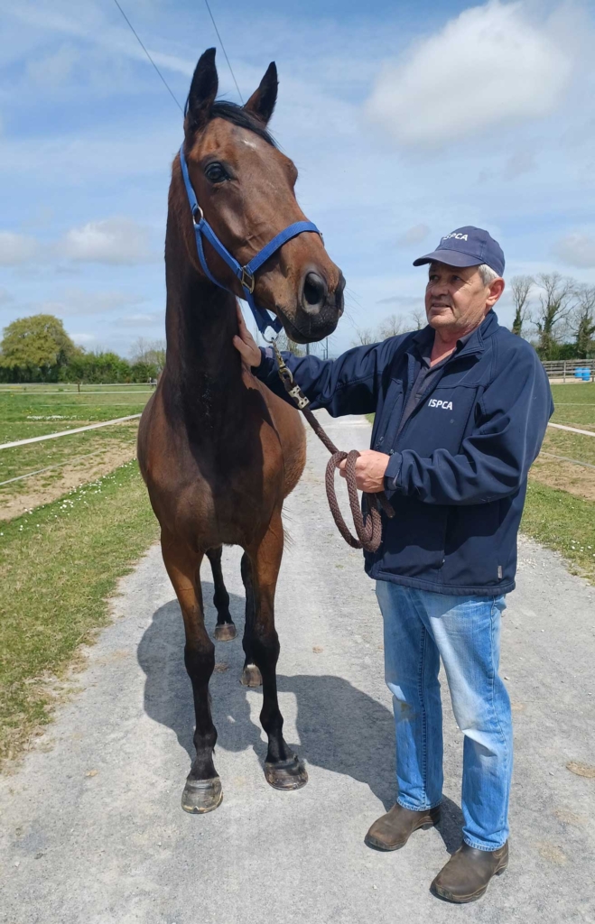 Step by Step Process for Equine Adoption Application - ISPCA