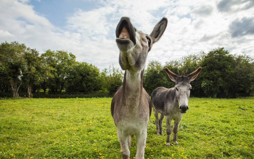 ISPCA FAQ and Facts - ISPCA