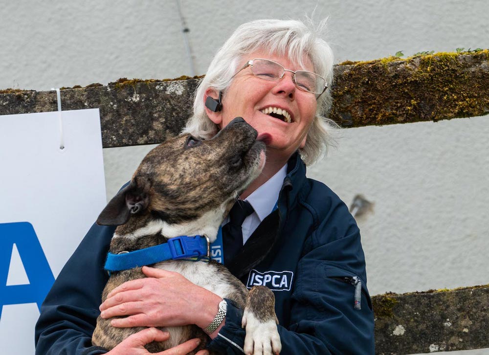 All you need to know about Rehoming a Pet in 2023 - ISPCA