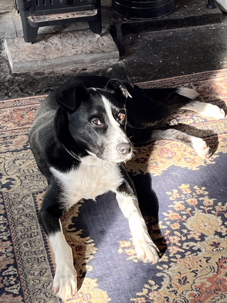 Frank & Sam: A Perfect Match - ISPCA