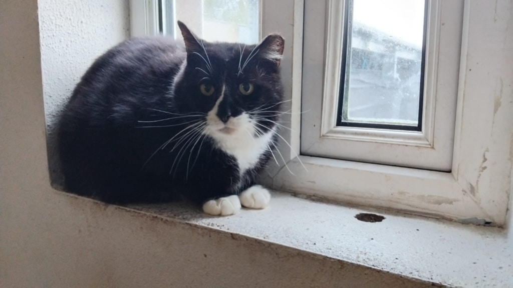 Motto Motto - Cat to adopt with ISPCA