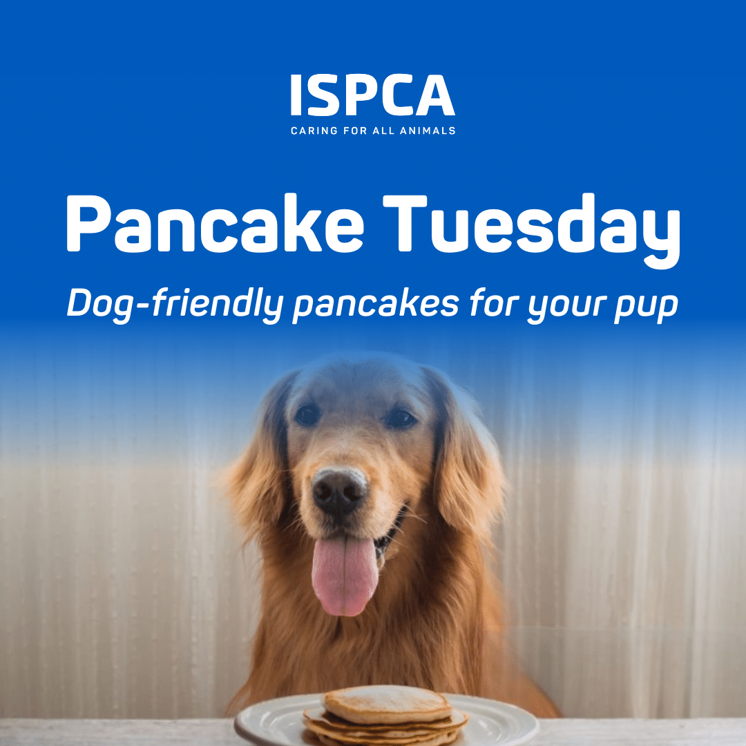 Dog-Friendly Pancakes - ISPCA