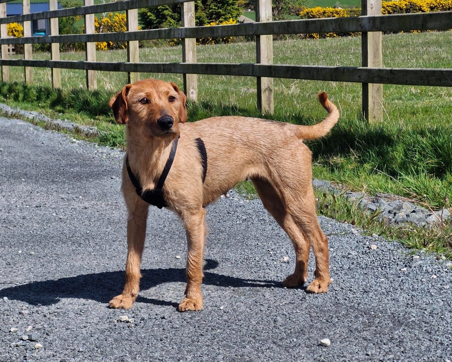 ISPCA Issues Urgent Rehoming Appeal - ISPCA
