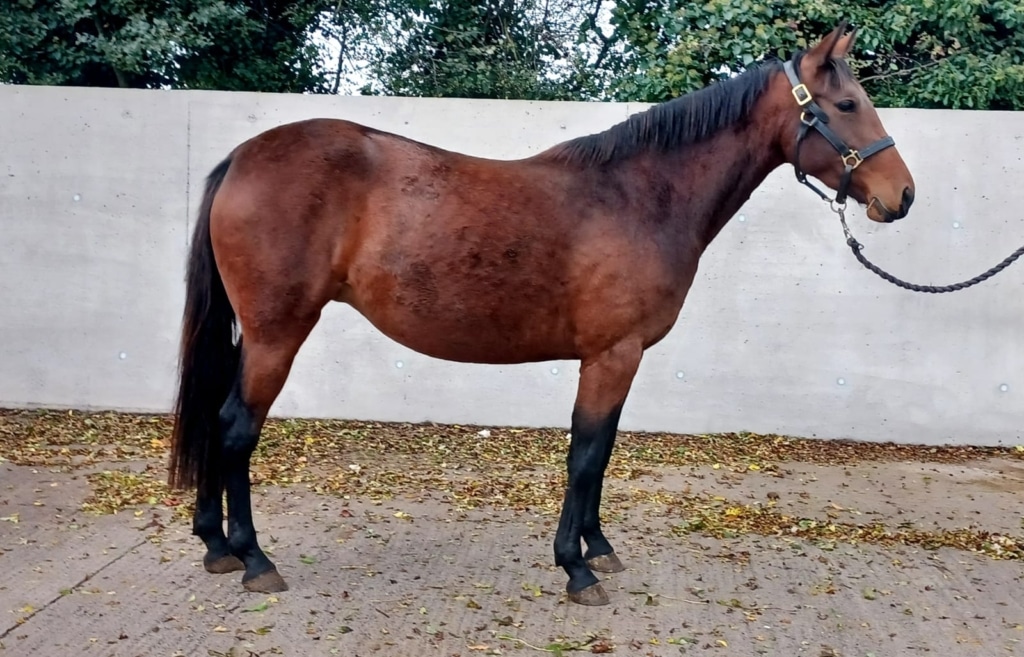 Crystal - Horse to adopt with ISPCA