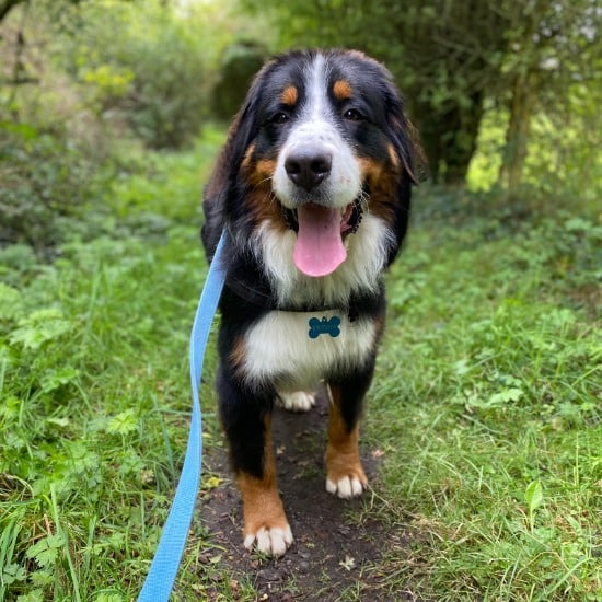 Atlas - Dog to adopt with ISPCA