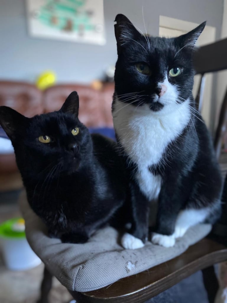 The Great Catsby & Cat Damon - Cat to adopt with ISPCA