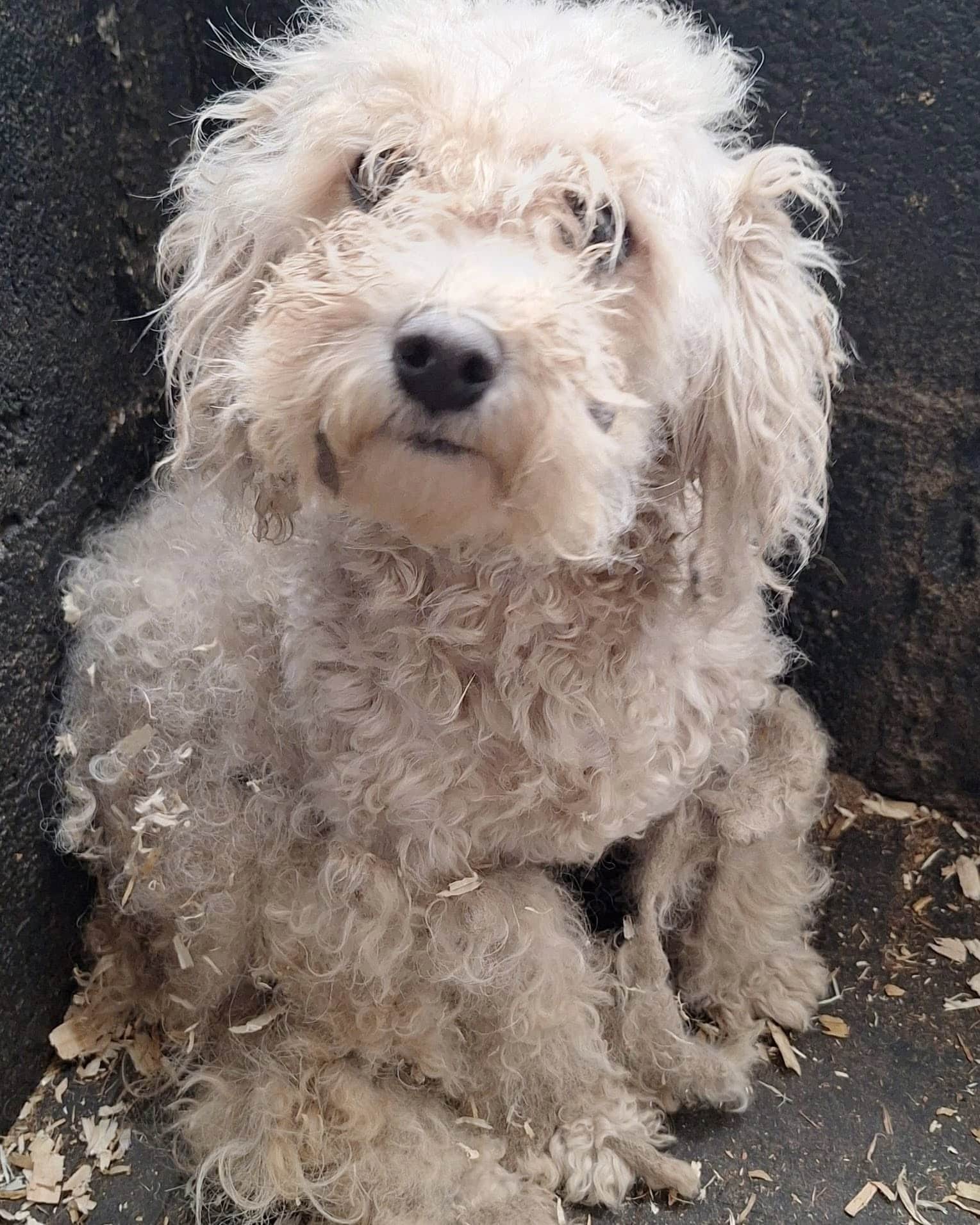 20 Dogs Seized From Illegal Dog Breeding Establishment Ispca