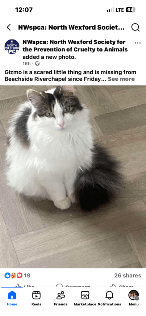 Missing Cat - ISPCA