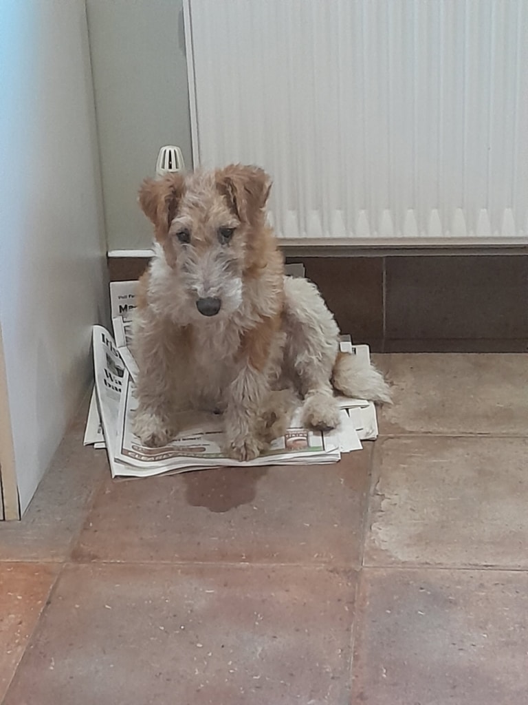 Missing Dog - ISPCA