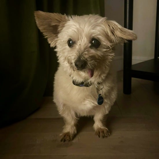 Tansey - Dog to adopt with ISPCA