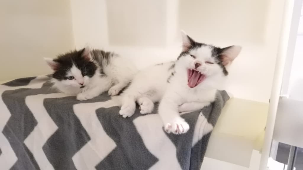 Smudge & Sparky - Cat to adopt with ISPCA