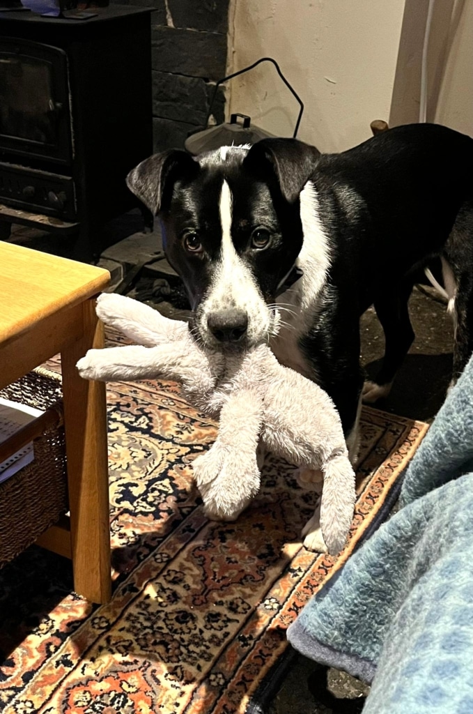 Frank - Dog to adopt with ISPCA