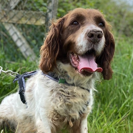 Grouse - Dog to adopt with ISPCA